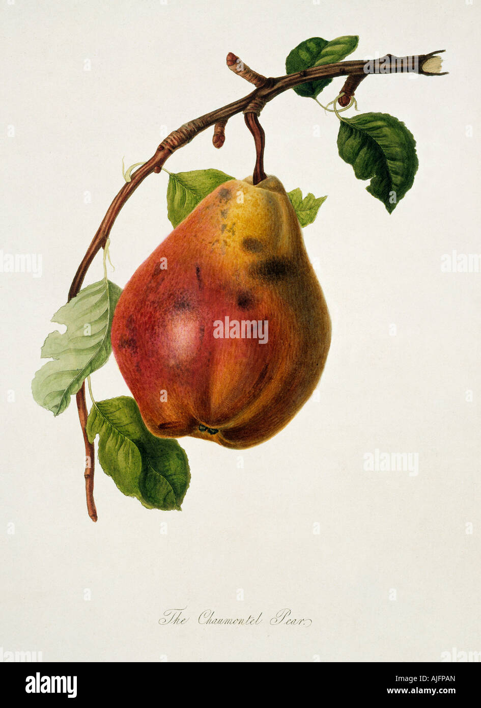 Pear tree pyrus sp hi-res stock photography and images - Alamy