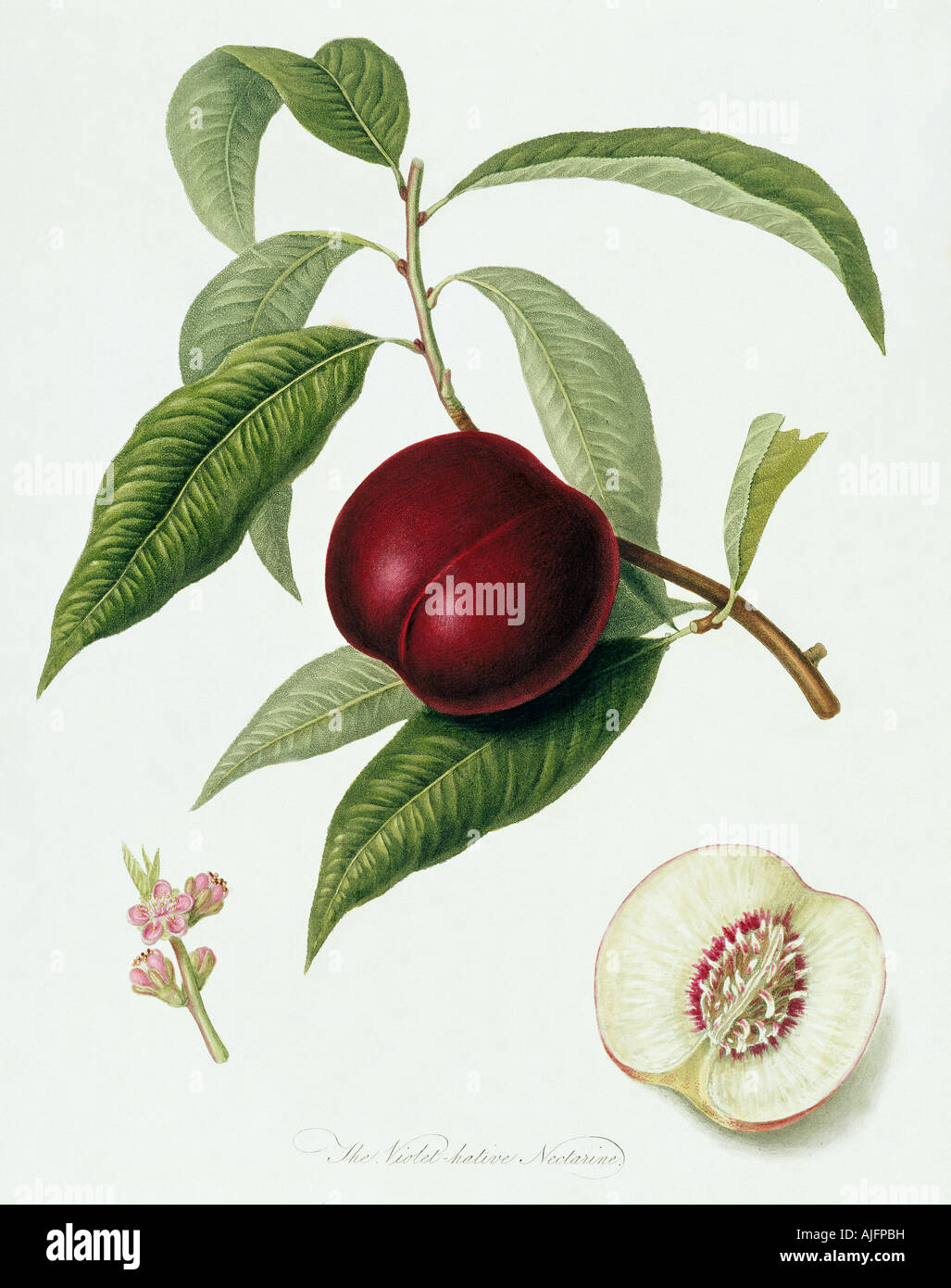 Prunus persica, nectarine (The Violet-hative Nectarine Stock Photo - Alamy