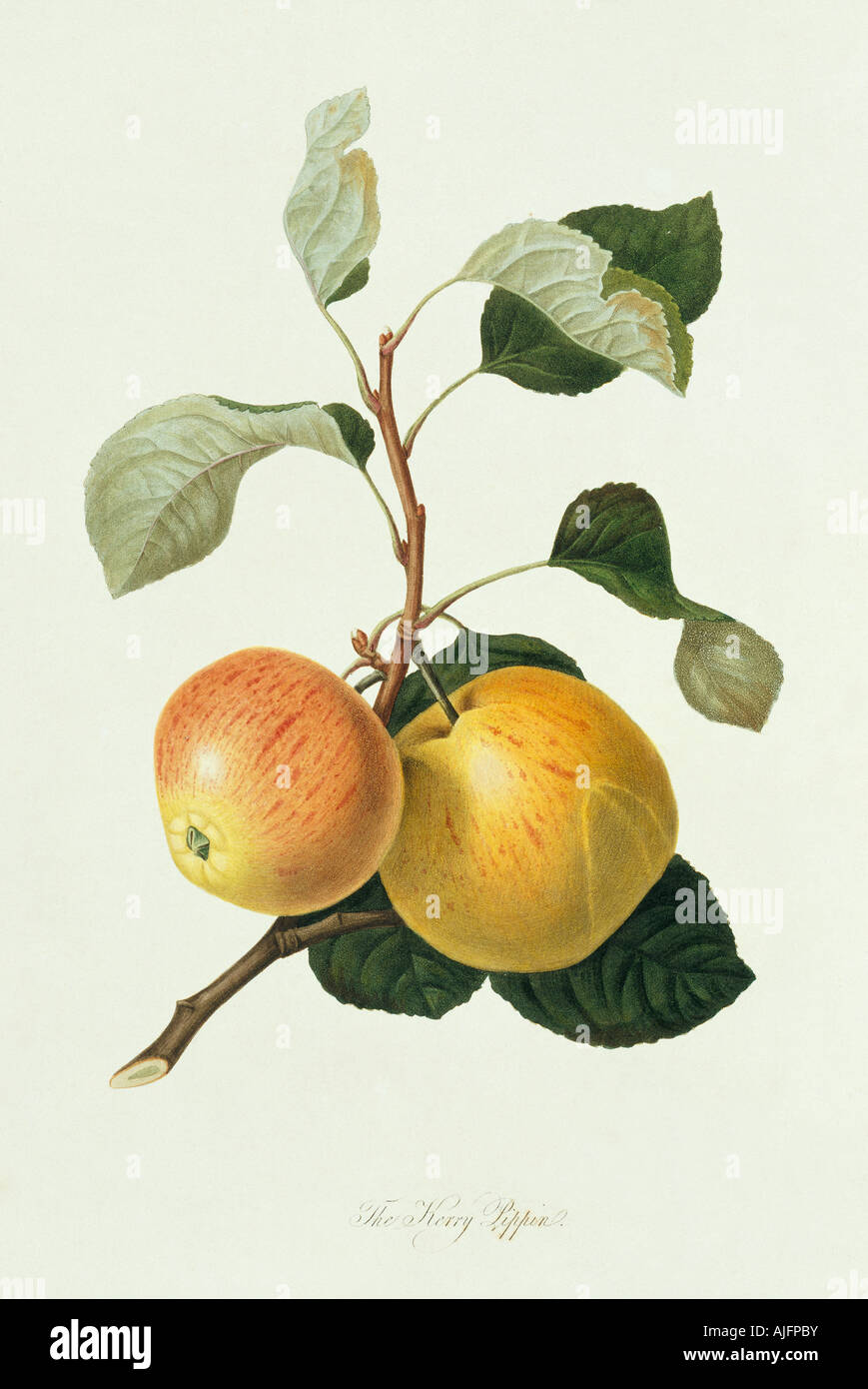 Pyrus sp., apple (The Kerry Pippin Stock Photo - Alamy