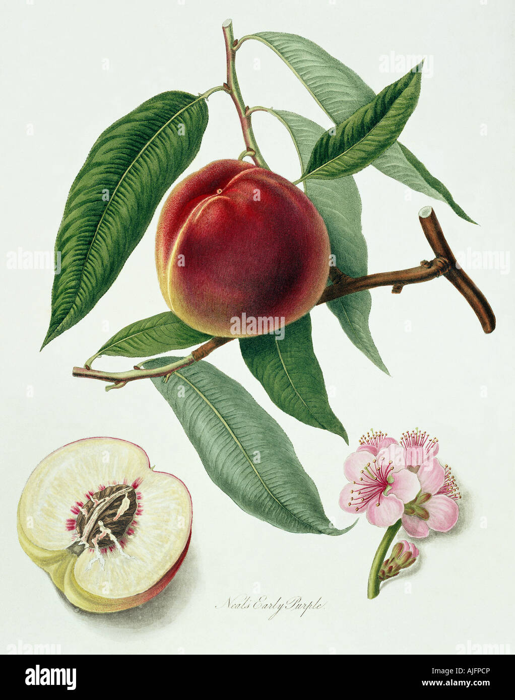 Prunus sp., peach (Neal's Early Purple Peach Stock Photo - Alamy