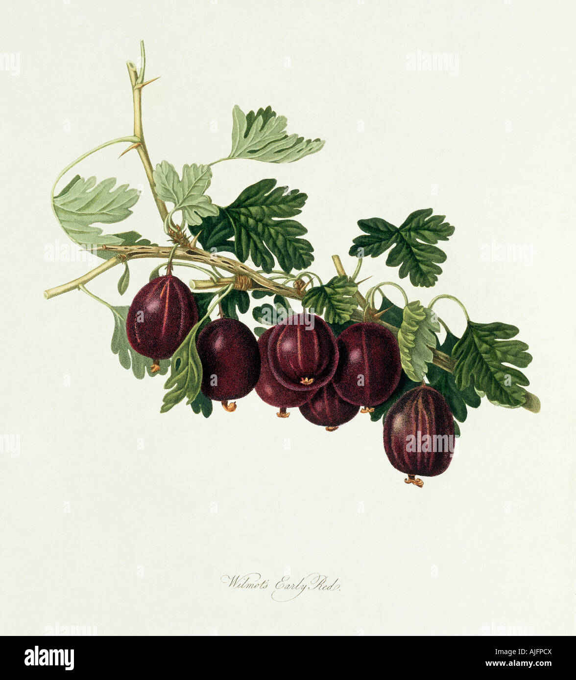 Ribes sp., gooseberry (Wilmot's Early Red Gooseberry Stock Photo - Alamy