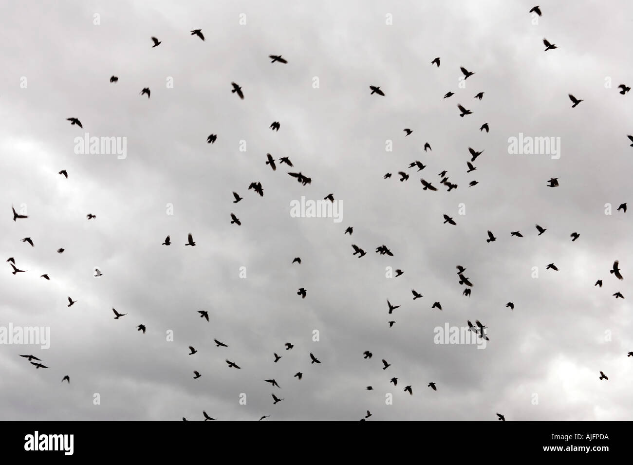 Alaska group of ravens hi-res stock photography and images - Alamy