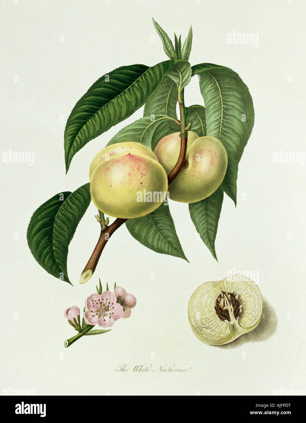 Prunus persica, nectarine (The White, or Flanders Nectarine Stock Photo ...