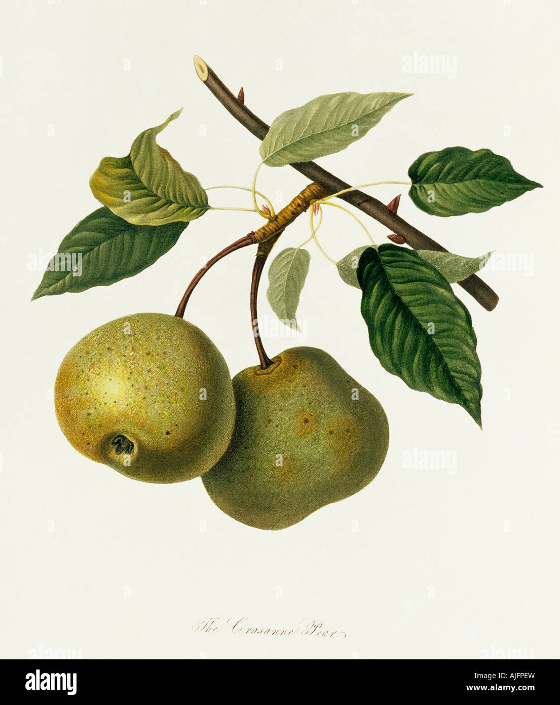 Pear tree pyrus sp hi-res stock photography and images - Alamy
