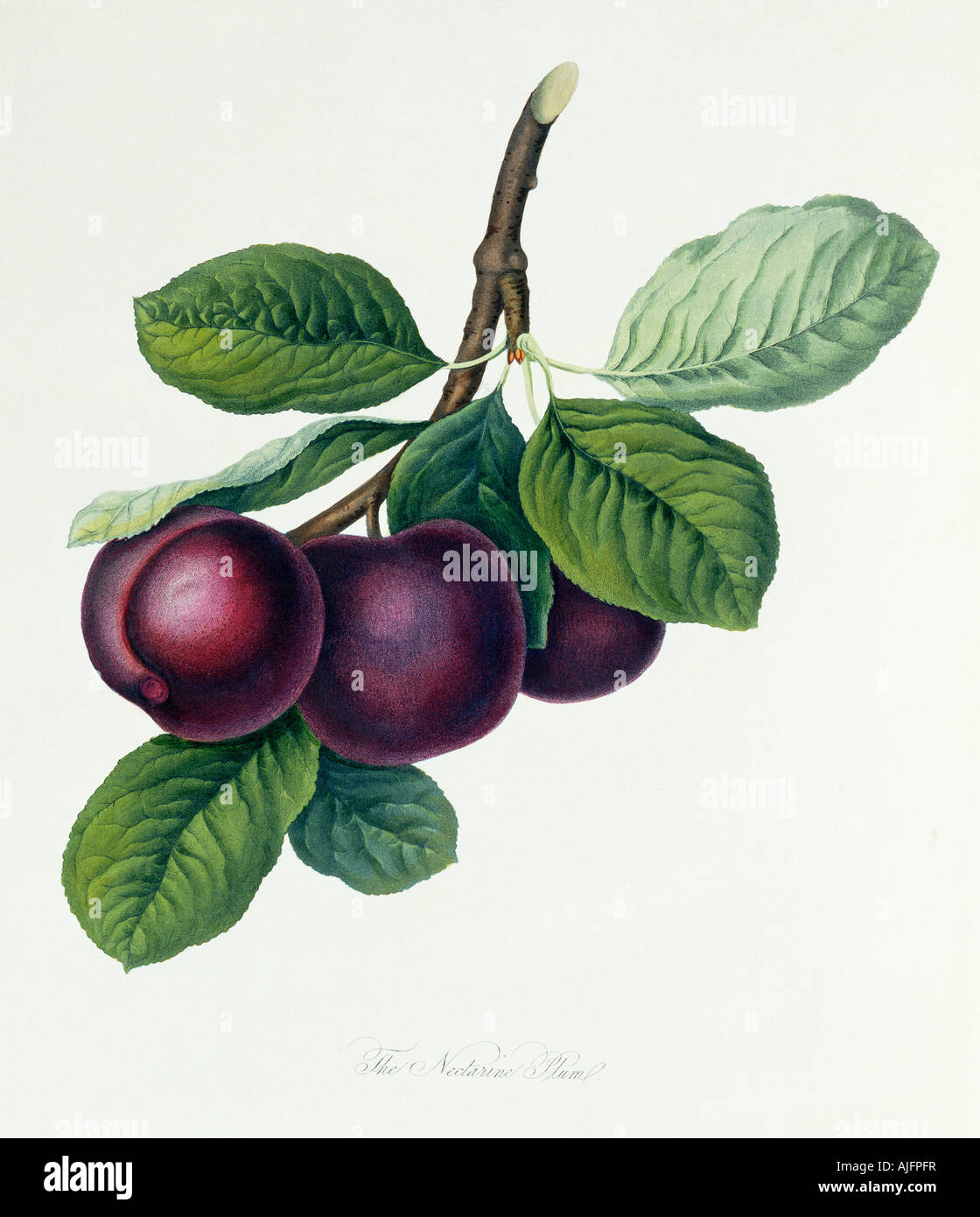 Nectarine plant hi-res stock photography and images - Alamy