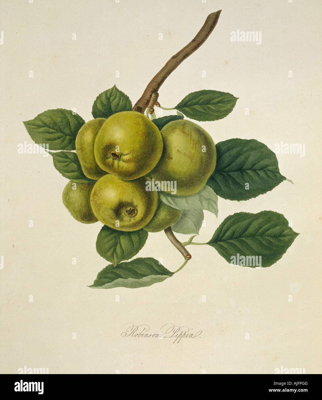 Robinson's Pippin Apple Stock Photo - Alamy