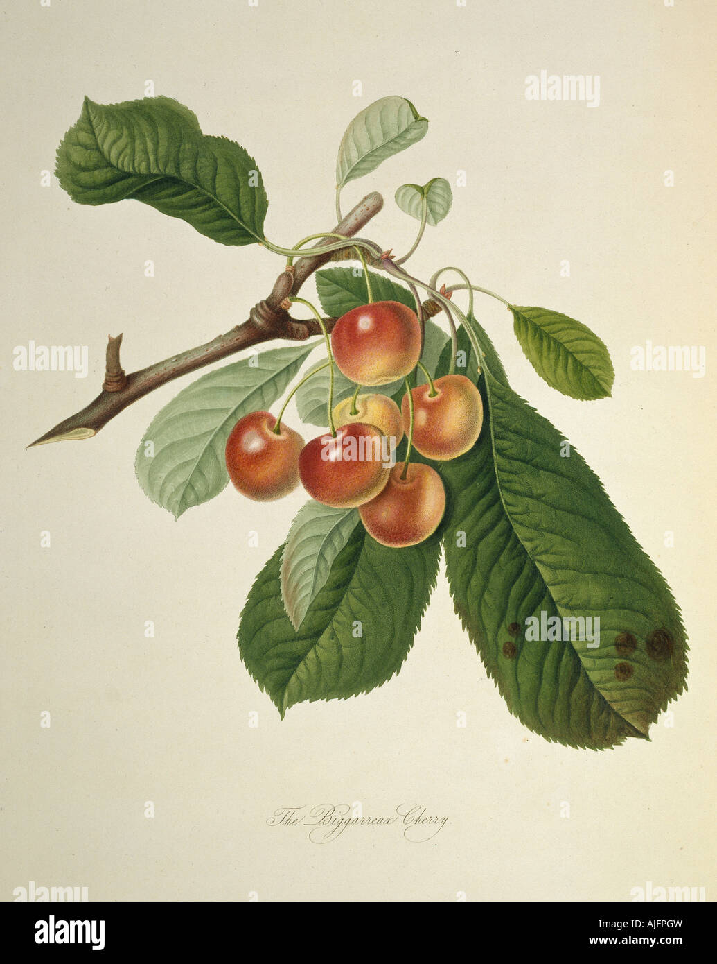 Prunus sp., cherry (Bigarreau Cherry Stock Photo - Alamy