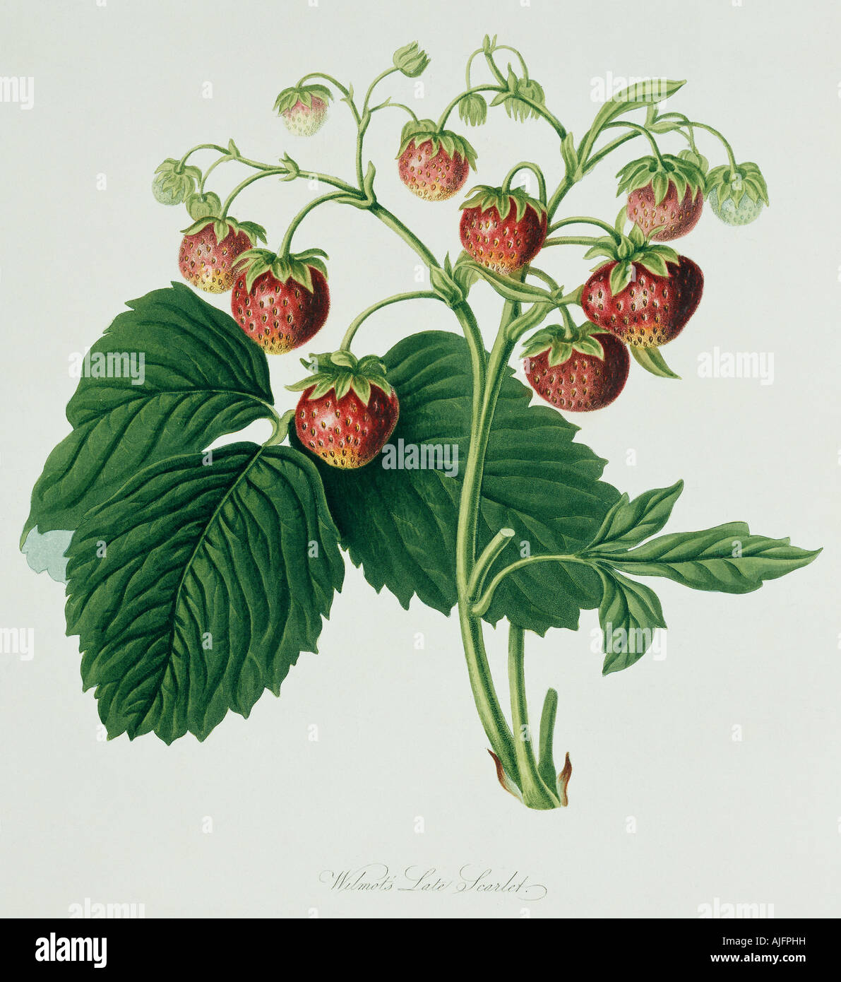 Fragaria sp hi-res stock photography and images - Alamy