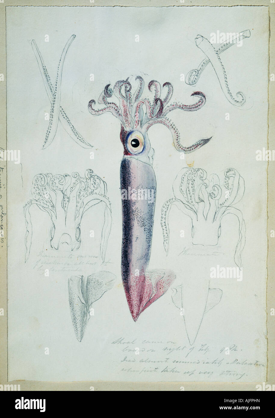 Octopus sketch hi-res stock photography and images - Alamy