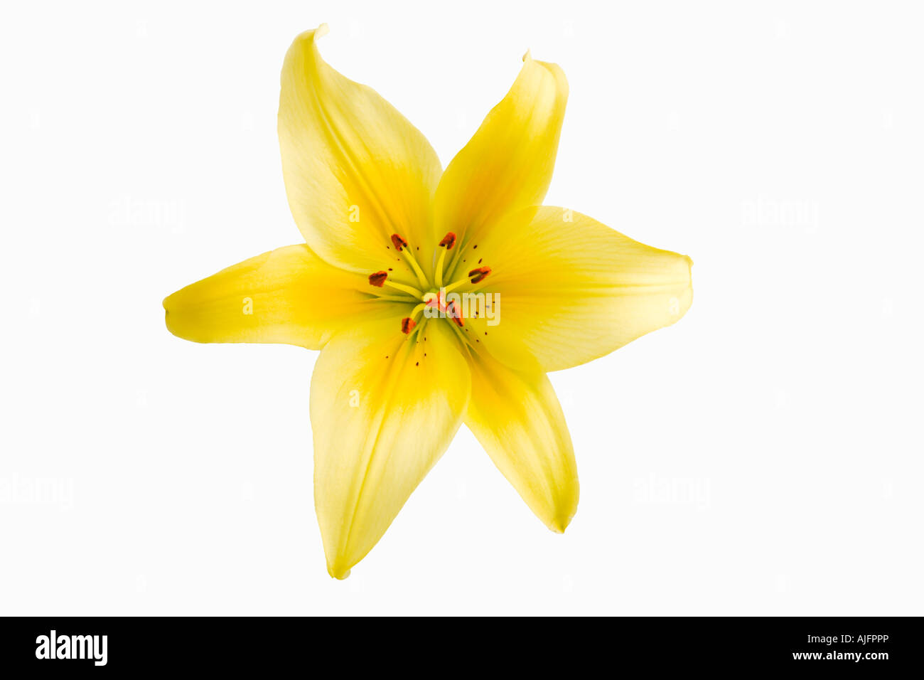 Lily Lilium spp Bright yellow lily on white background Stock Photo - Alamy