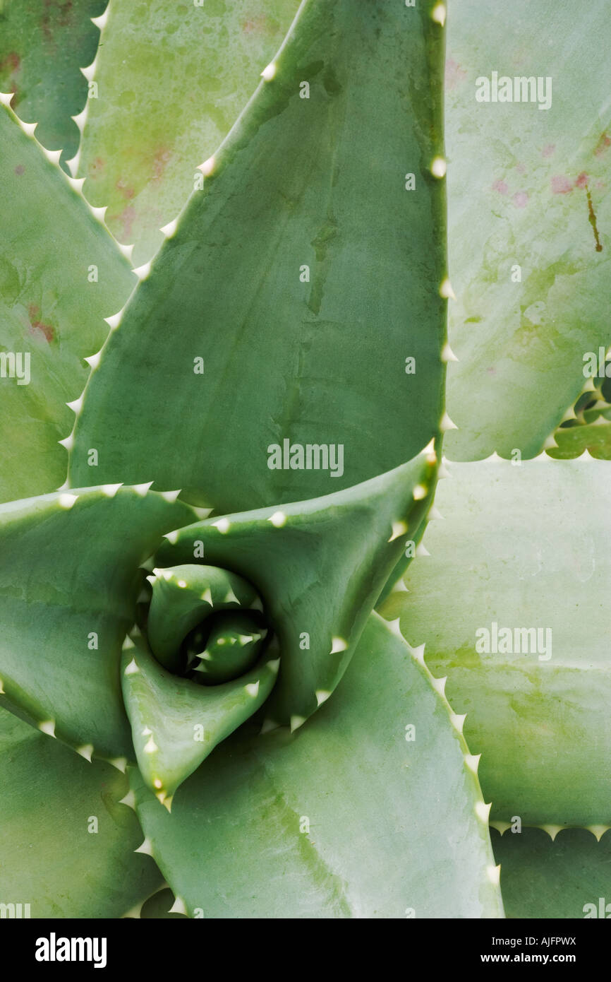 Aloe sp hi-res stock photography and images - Alamy