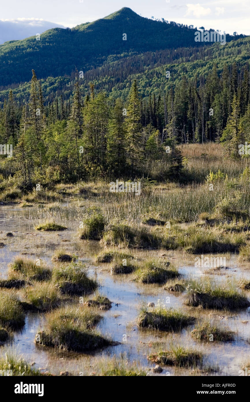 Swamps created by the hot springs near Laird River in Hotsprings ...