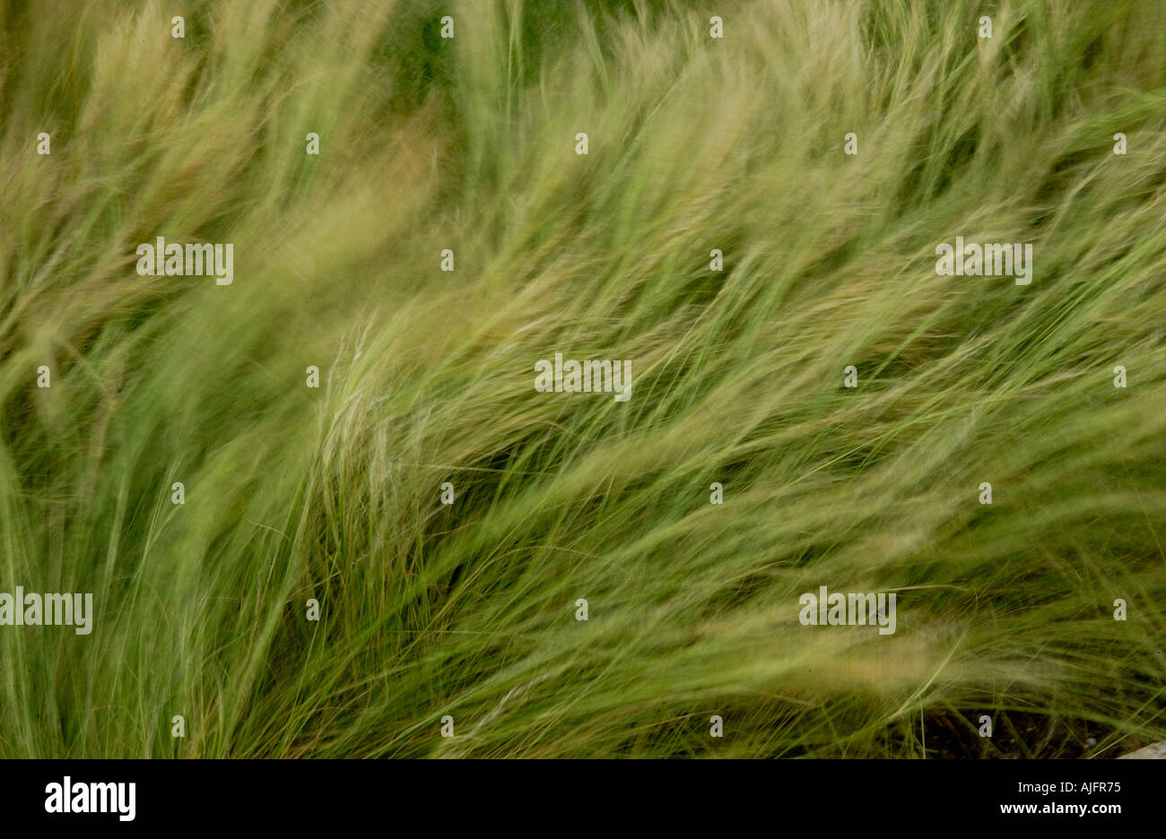 Grasses waving in the wind Stock Photo - Alamy