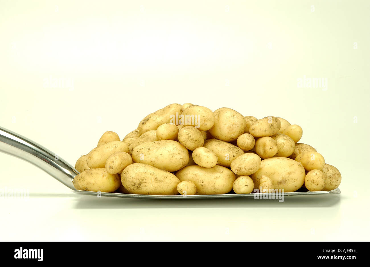New potatoes on a stainless garden spade Stock Photo - Alamy