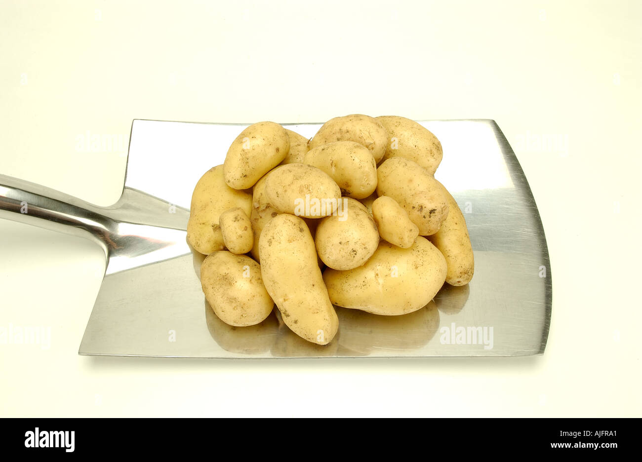 New potatoes on a stainless garden spade Stock Photo - Alamy