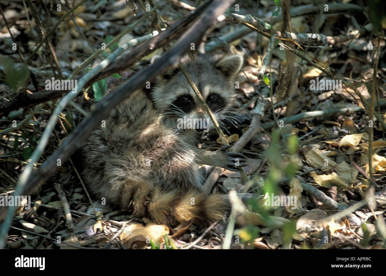 Sky racoon hi-res stock photography and images - Alamy
