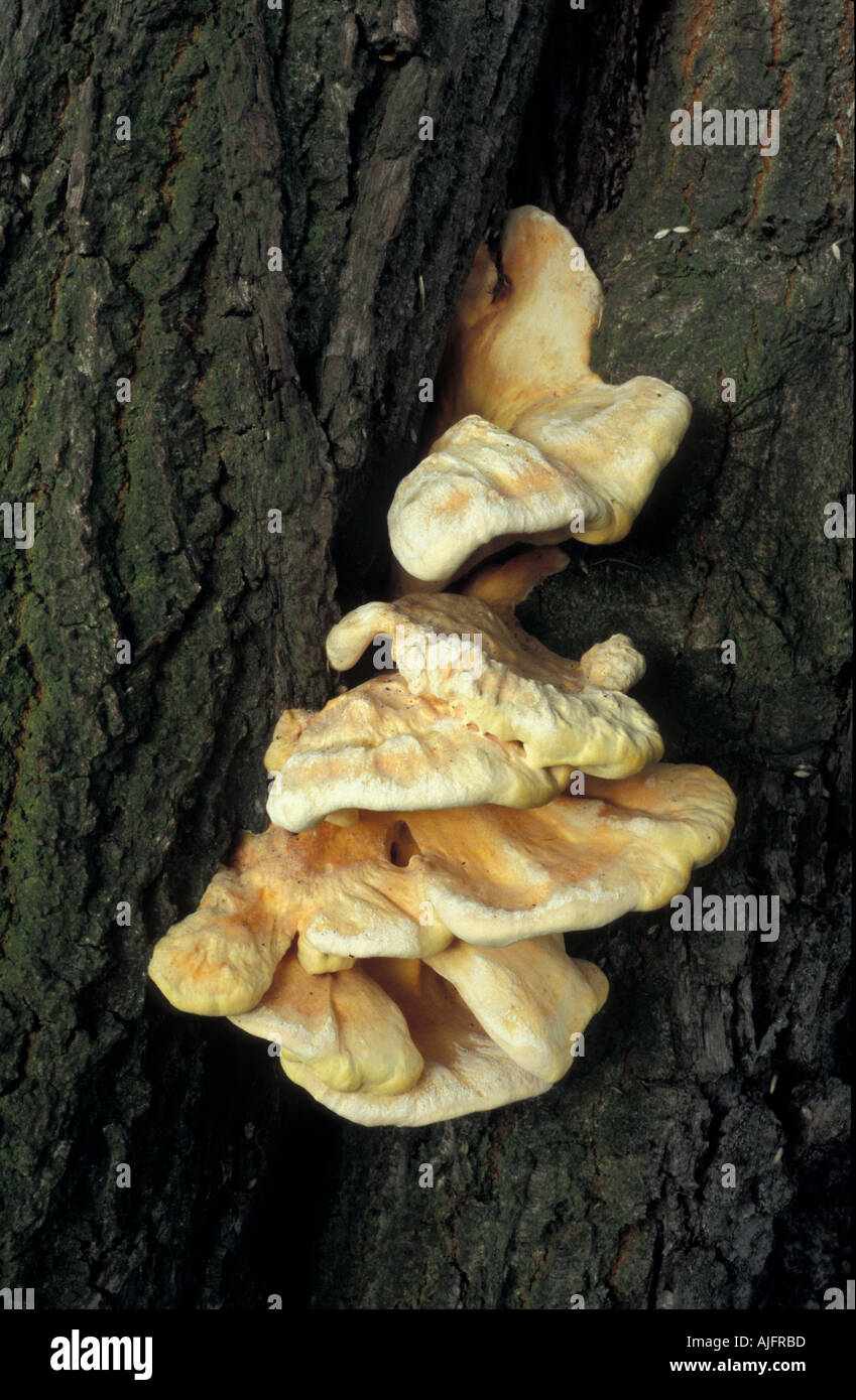 fungus in tree trunk Stock Photo - Alamy