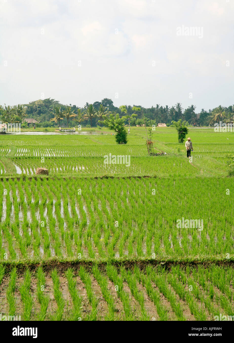 Paddi fields hi-res stock photography and images - Alamy