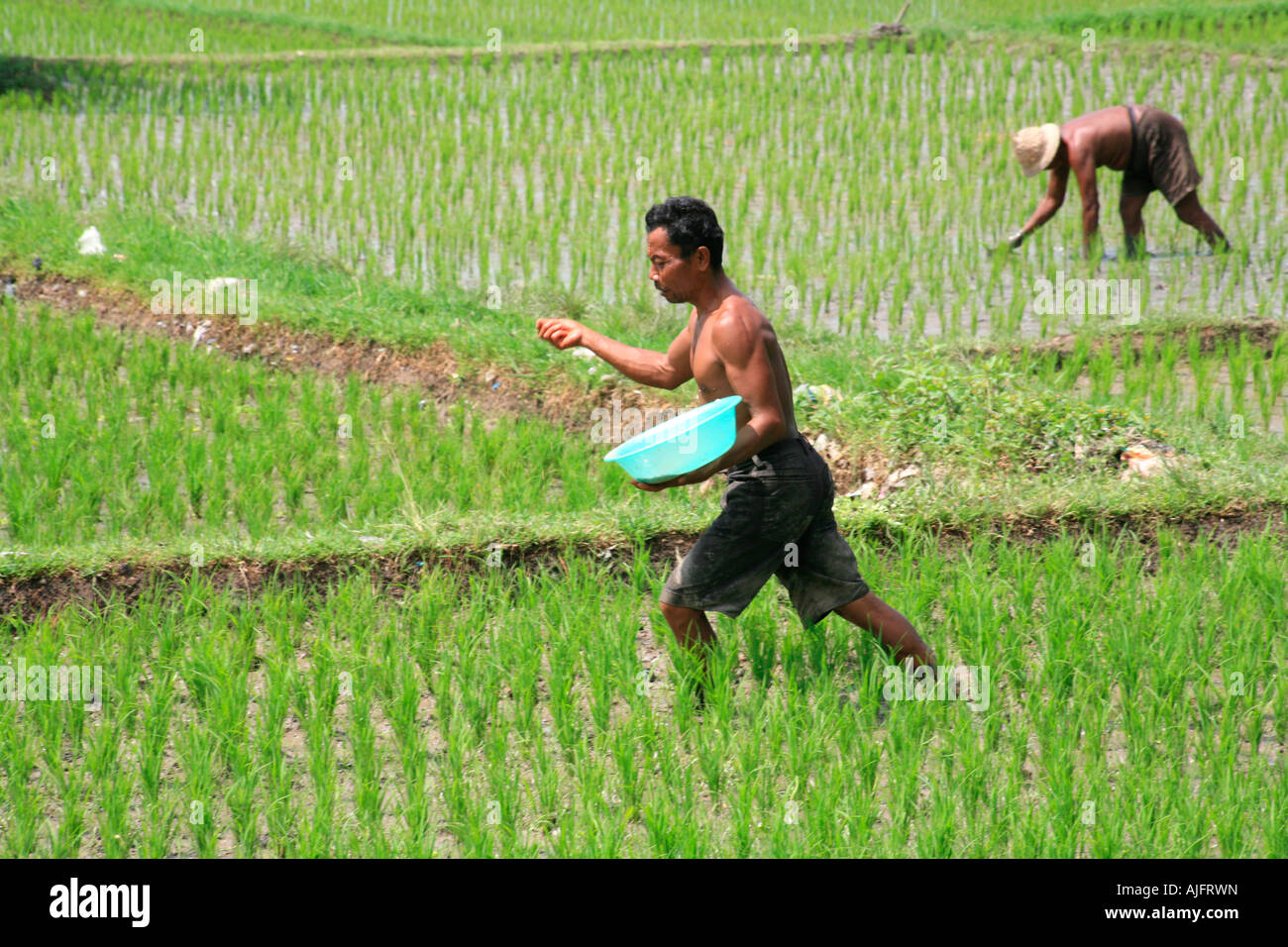Farmer sowing a rice field, Ubud, Bali, Indonesia Stock Photo - Alamy