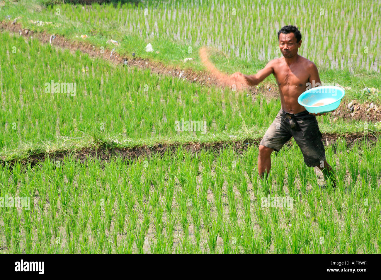 Farmer sowing a rice field, Ubud, Bali, Indonesia Stock Photo - Alamy