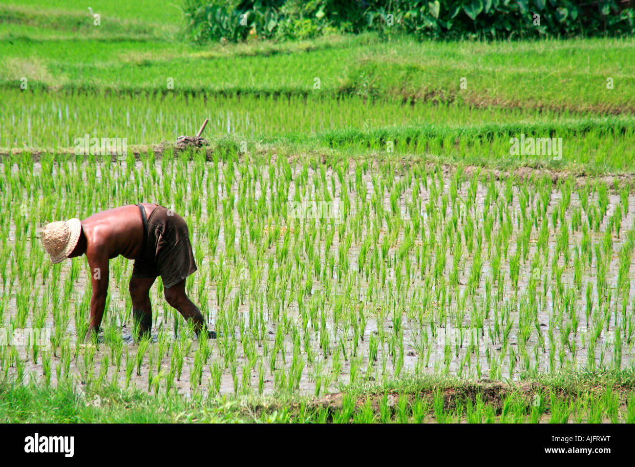 Farmer in rice field, Ubud, Bali, Indonesia Stock Photo - Alamy