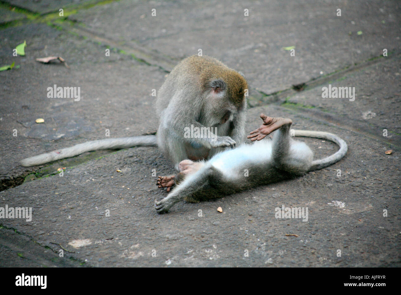 Monkey forest at Ubud, Bali, Indonesia Stock Photo - Alamy