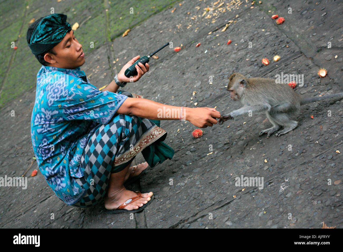 Bali monkey forrest hi-res stock photography and images - Alamy