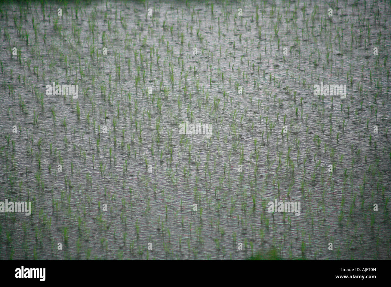 Rain falling in a rice field, Ubud, Bali, Indonesia Stock Photo - Alamy