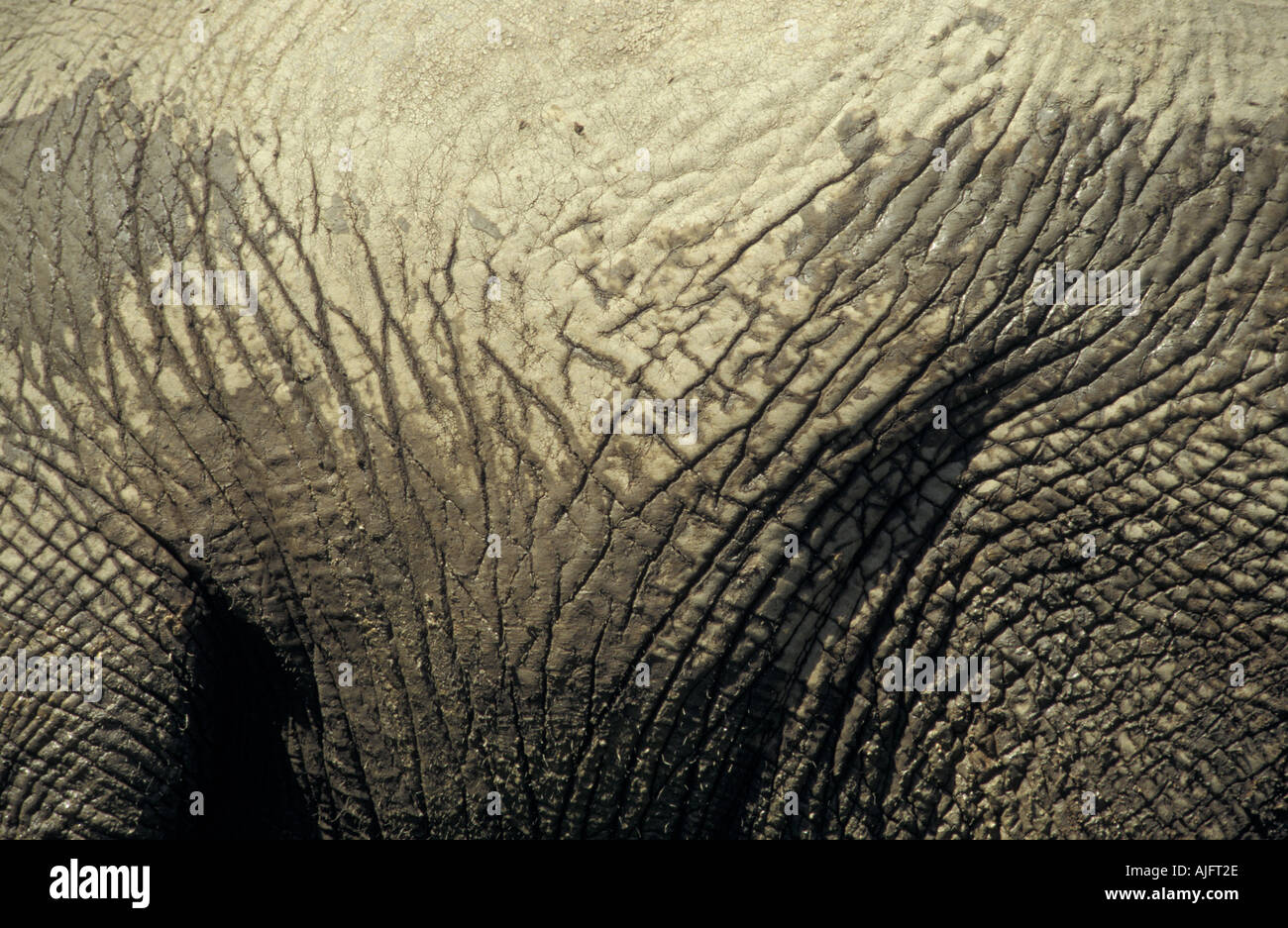 African elephant skin Stock Photo - Alamy