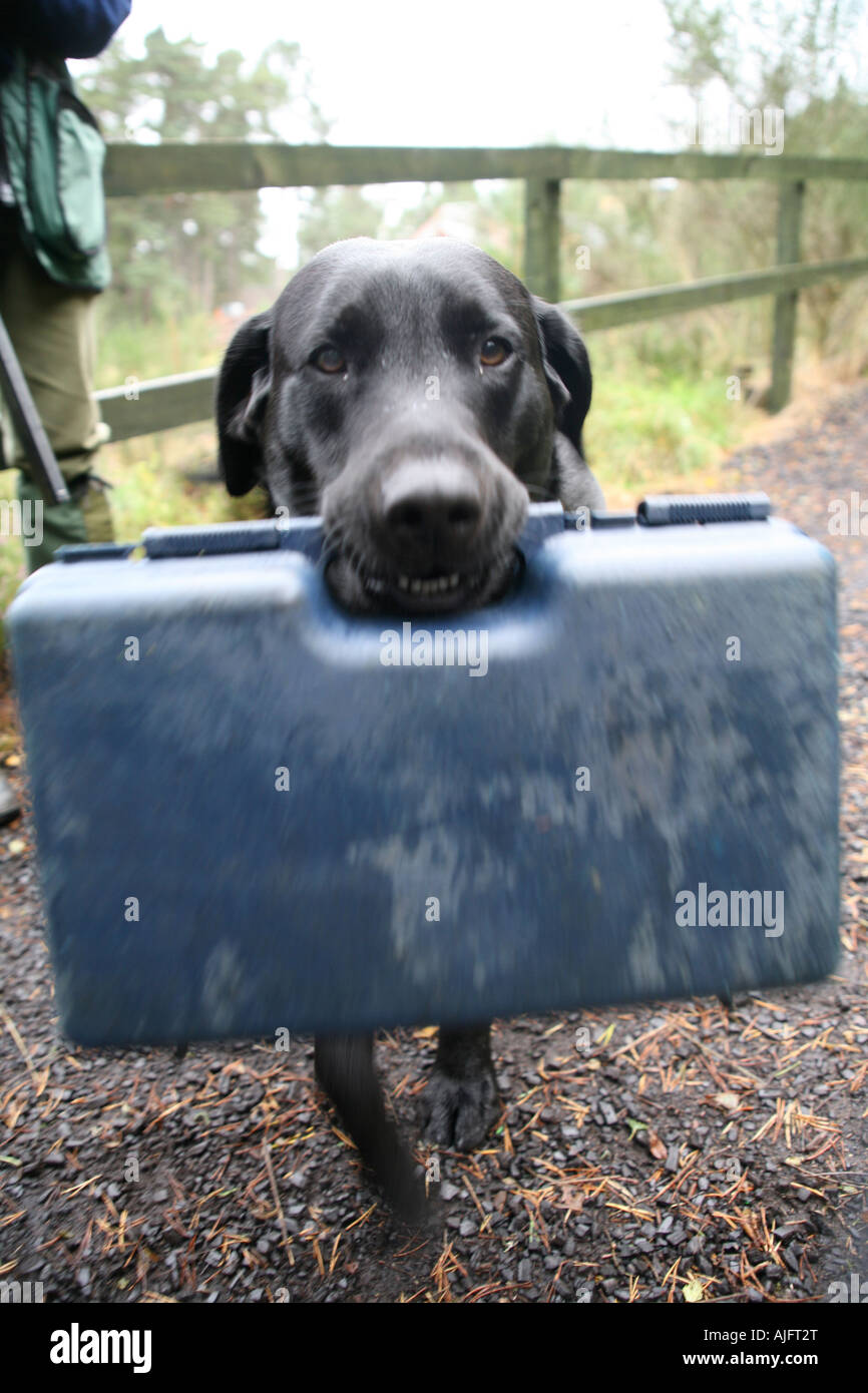 Dog with pigeon hi-res stock photography and images - Alamy