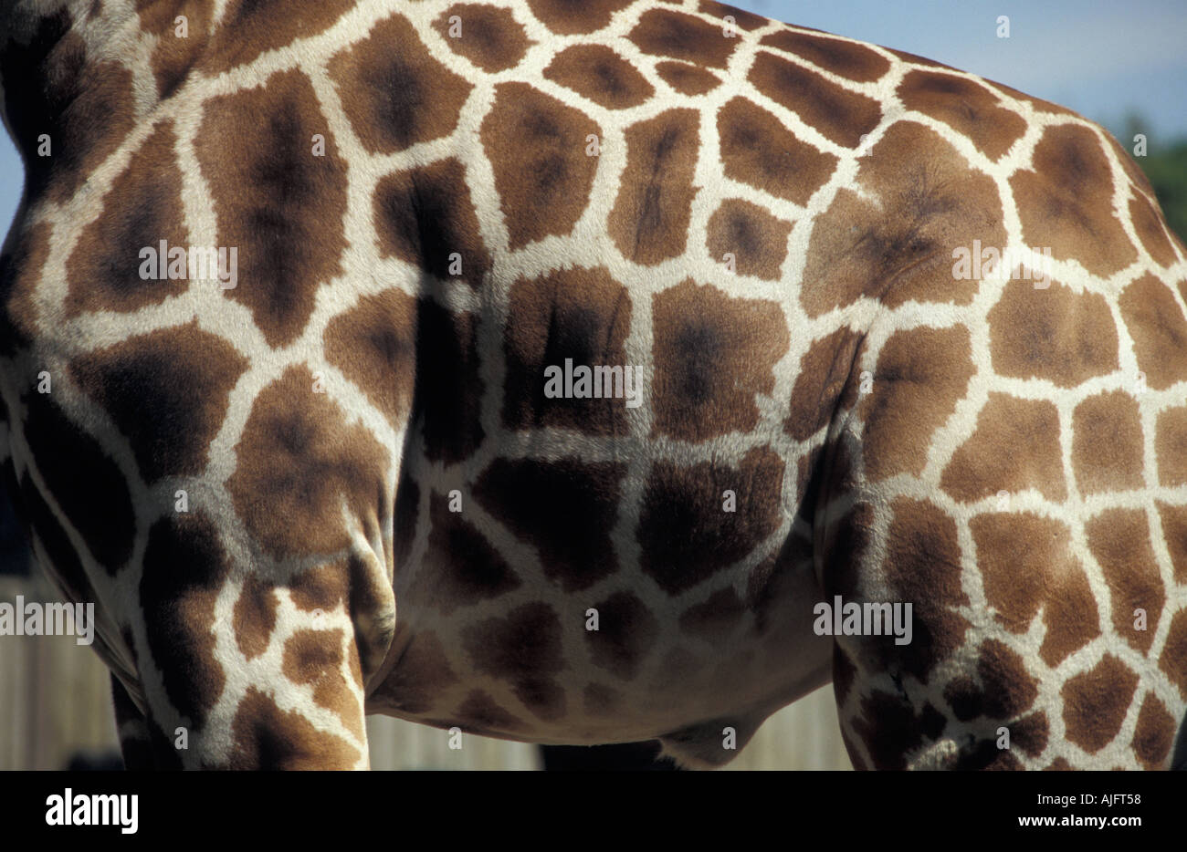 Patterns of skin hi-res stock photography and images - Alamy