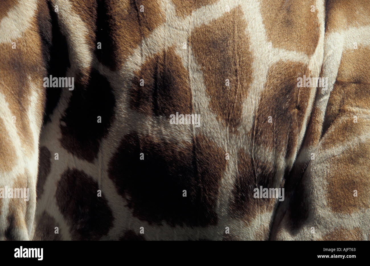 African giraffe skin hi-res stock photography and images - Alamy