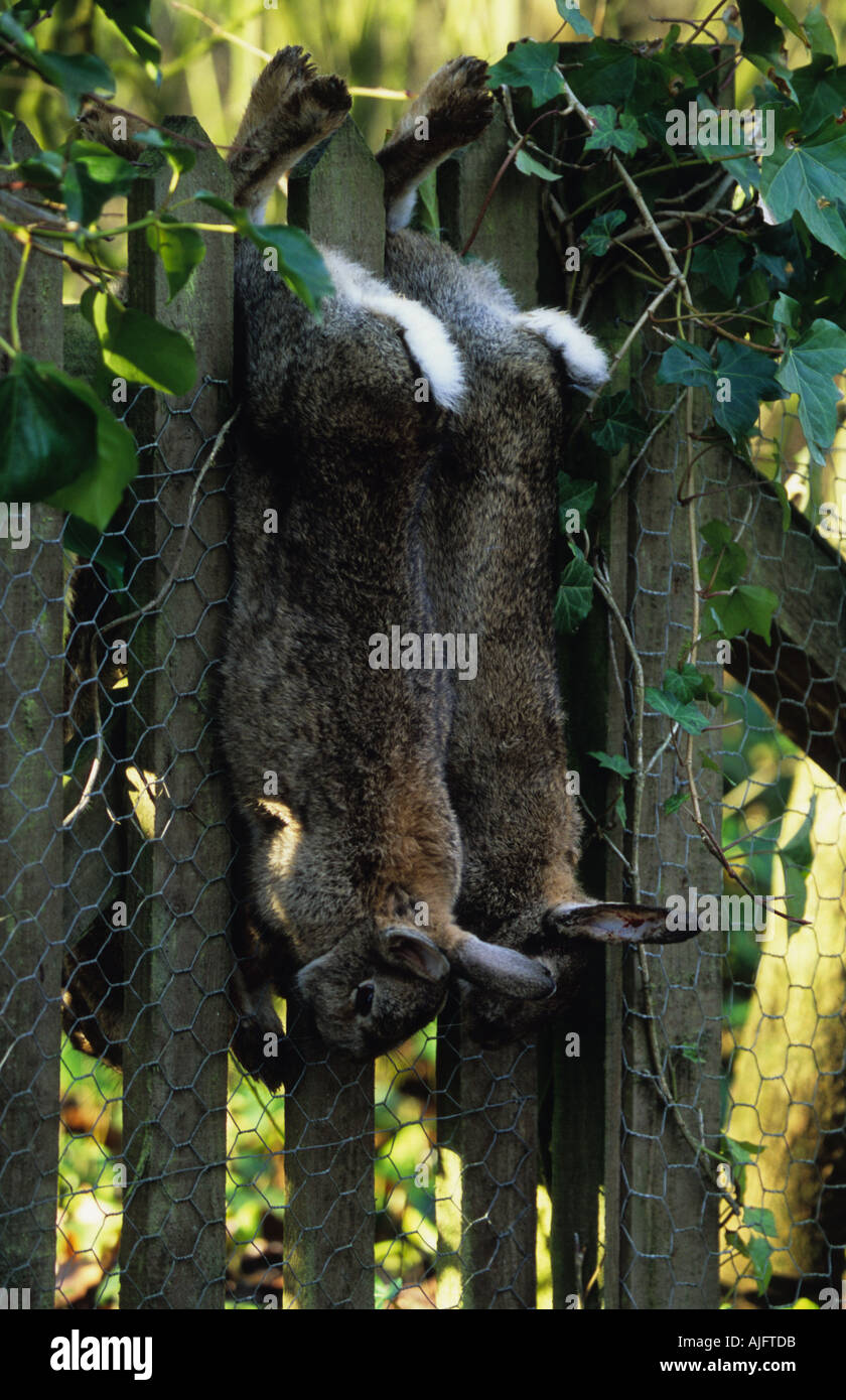 Dead rodent countryside hi-res stock photography and images - Alamy