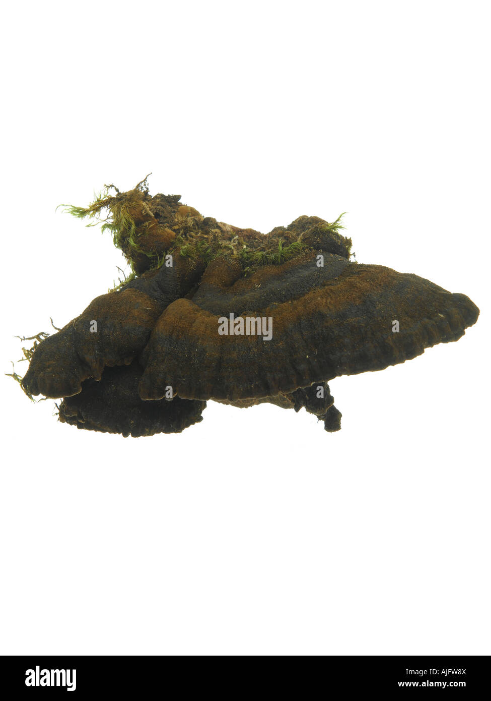 Ring of fungi Cut Out Stock Images & Pictures - Alamy