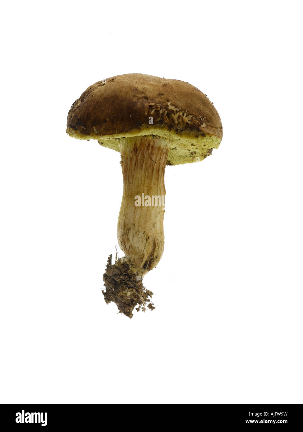Bay Bolete Mushroom Xerocomus badius Stock Photo - Alamy