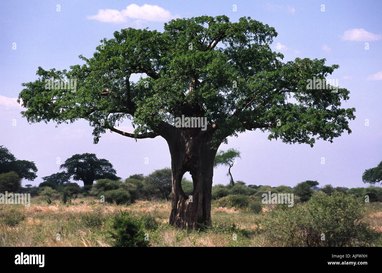 Baobab tree with hole made by Elephants. Tarangiere National Park ...