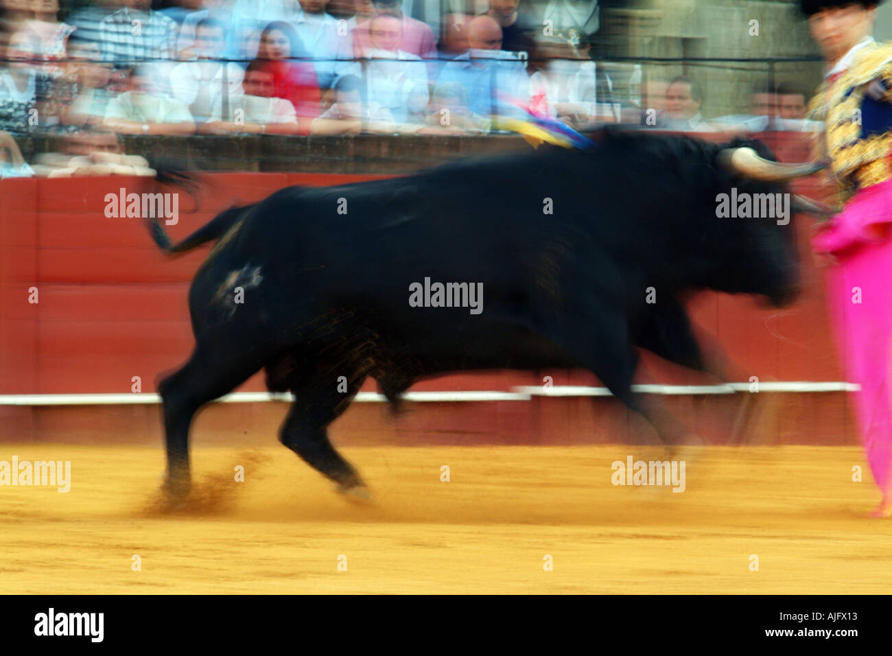 Bull charging spain hi-res stock photography and images - Alamy