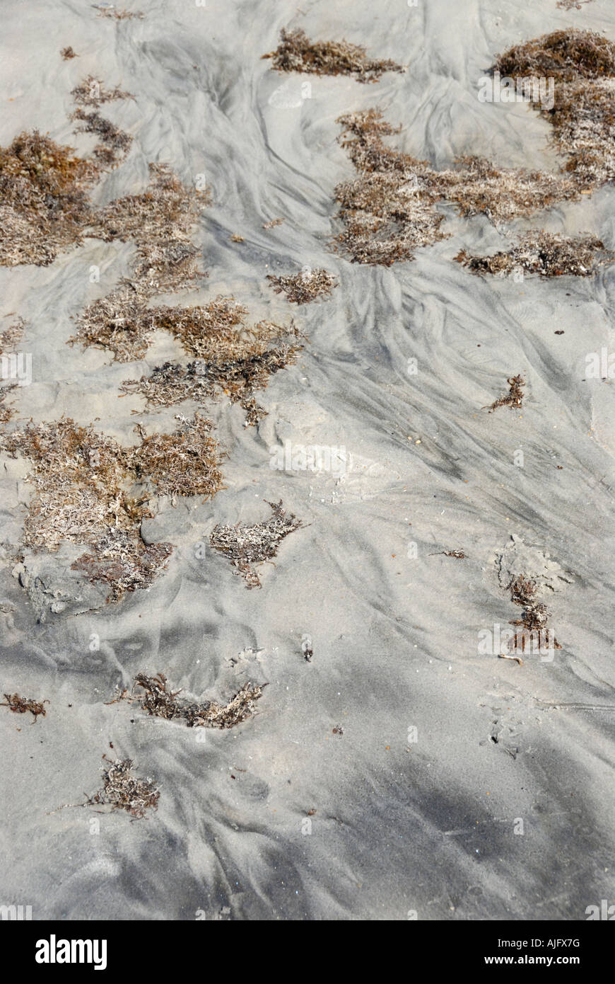 Seaweed on the beach Stock Photo - Alamy