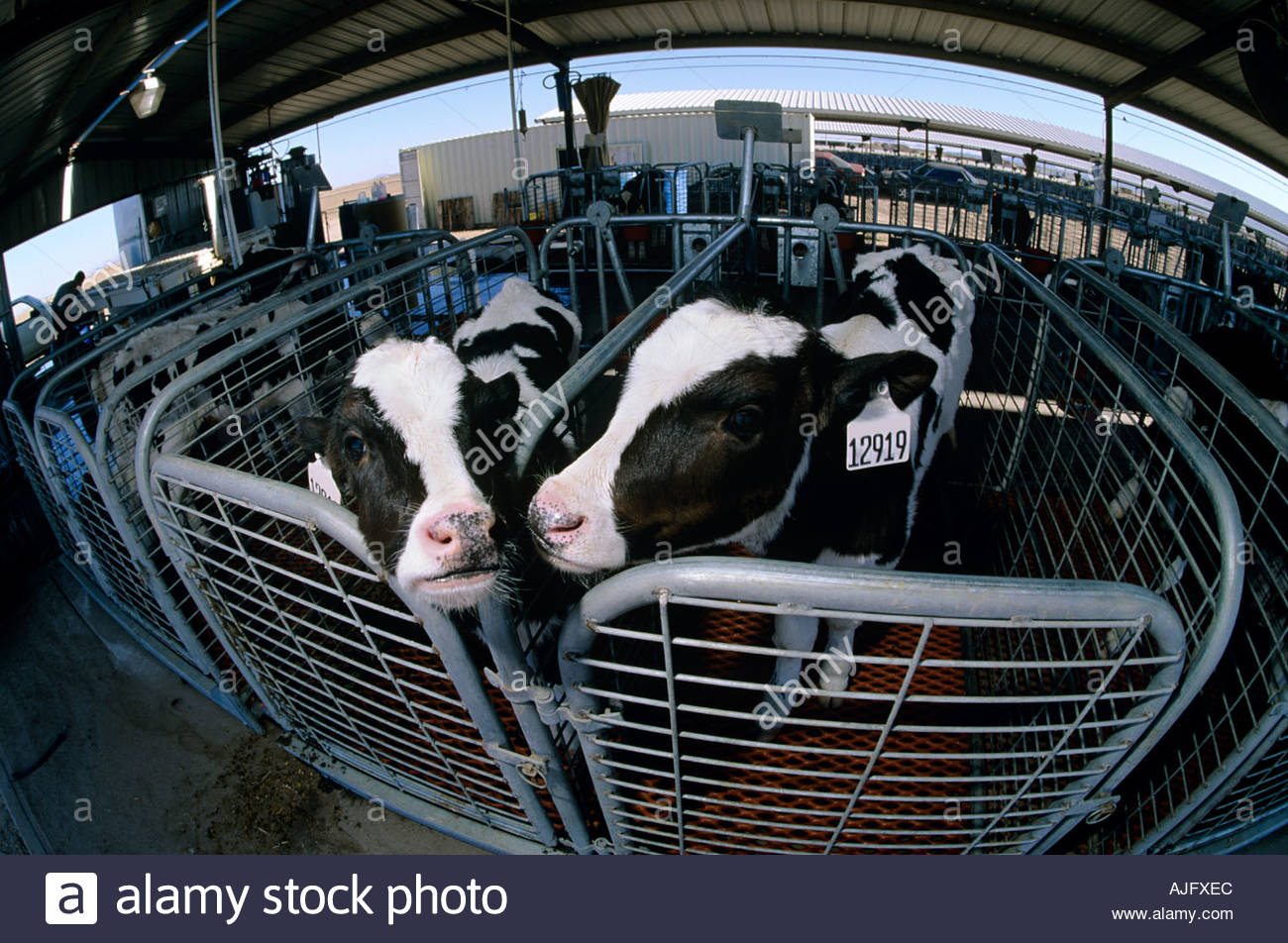 Farm Animals In Pens High Resolution Stock Photography and Images - Alamy
