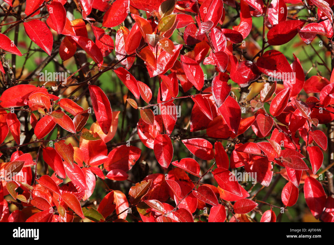 red leafes in autumn great background and patterns Stock Photo - Alamy