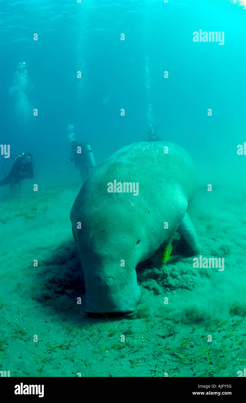 dugong in the Red Sea Egypt Stock Photo - Alamy