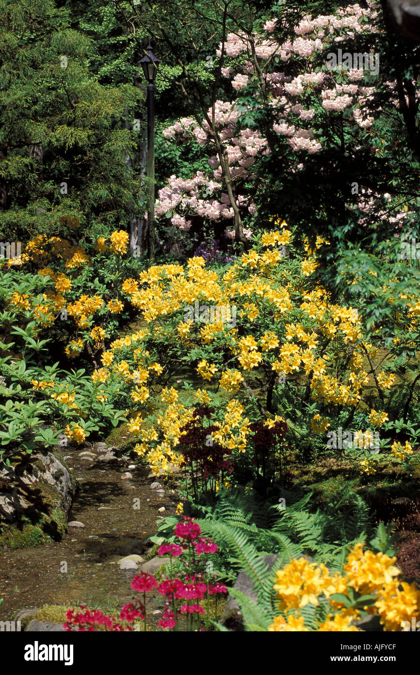 Seattle Washington Spring Blossoms At Japanese Garden University Of ...