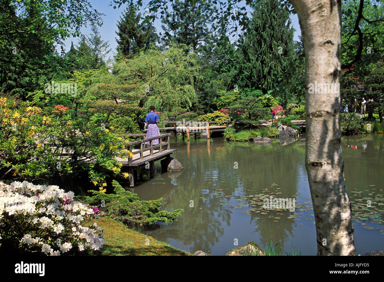 Woman looking goldfish hi-res stock photography and images - Alamy