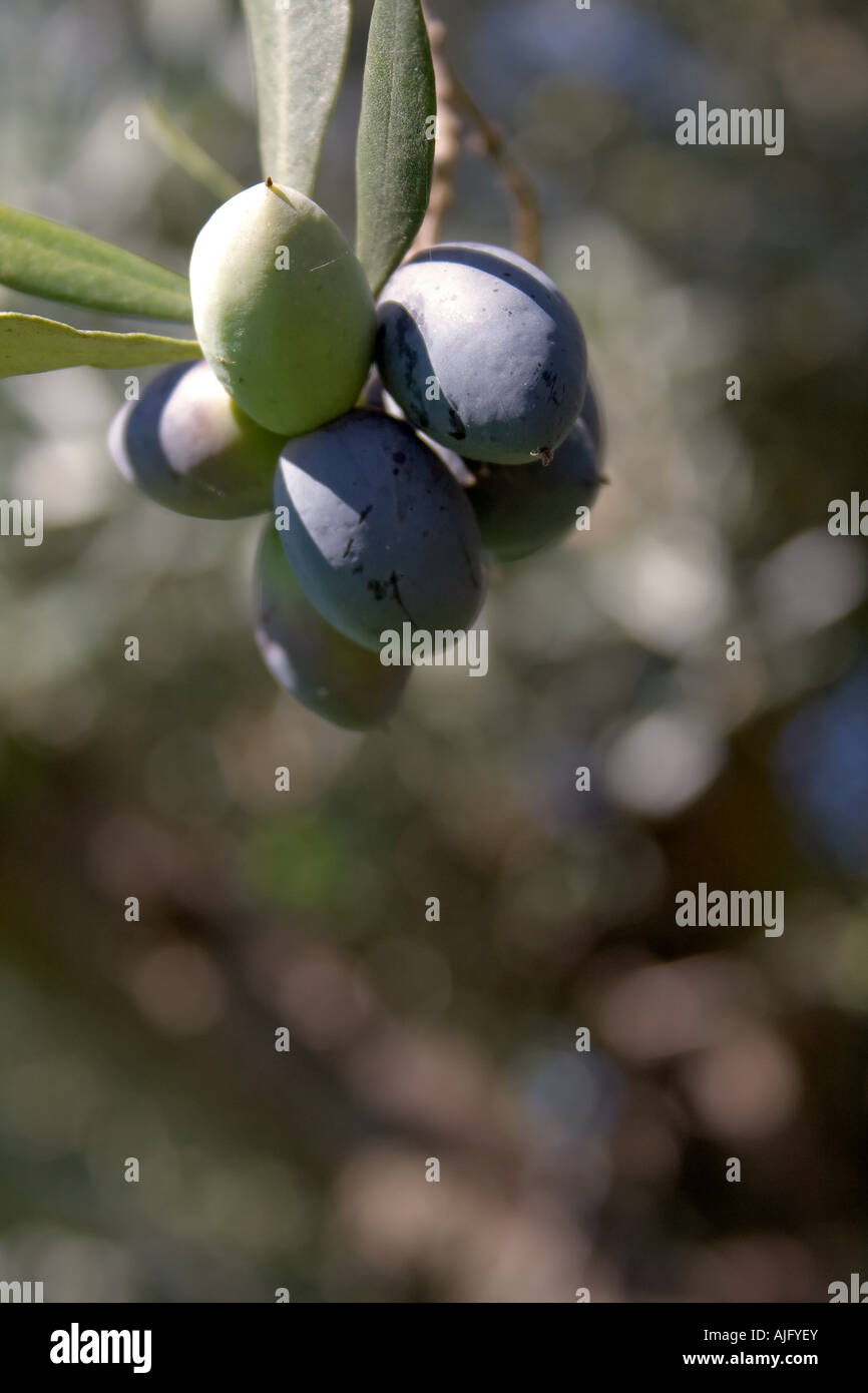 Fresh green olives hanging on hi-res stock photography and images - Alamy