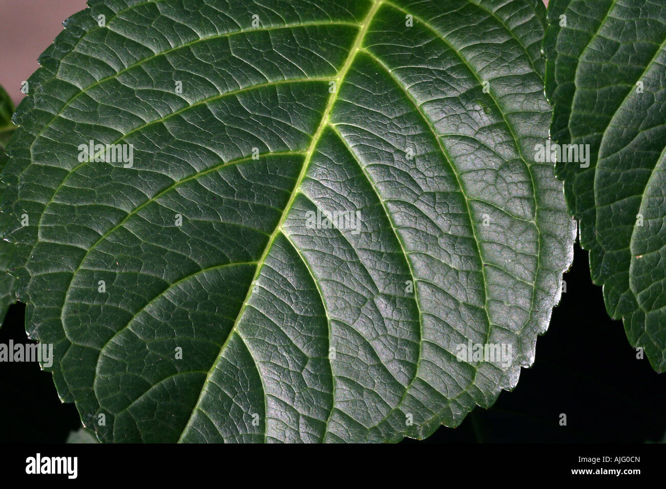 Why Are Plant Leaves Broad at Michael Wing blog