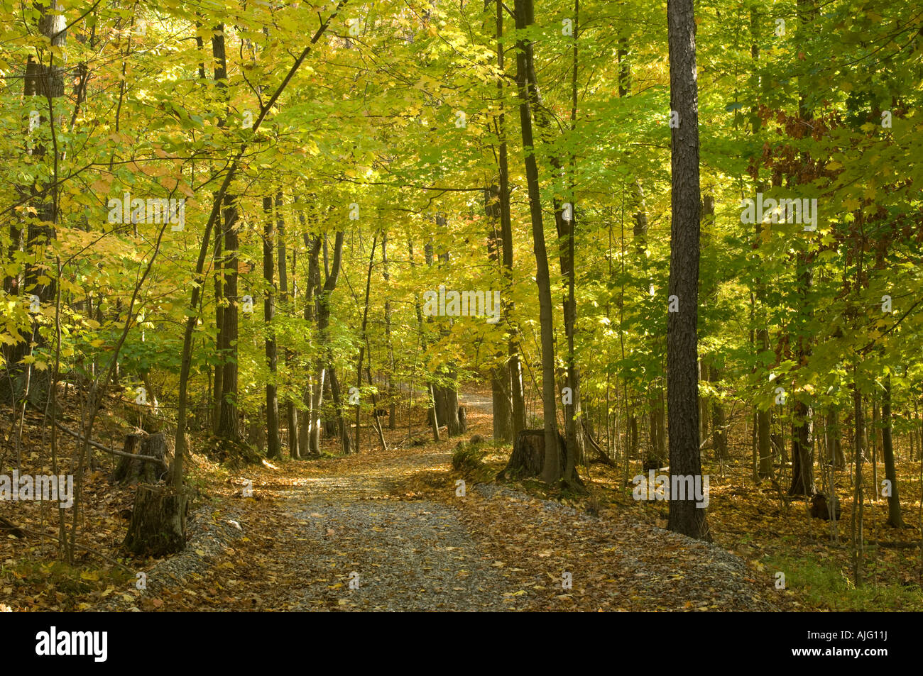 Trail in woods Stock Photo - Alamy