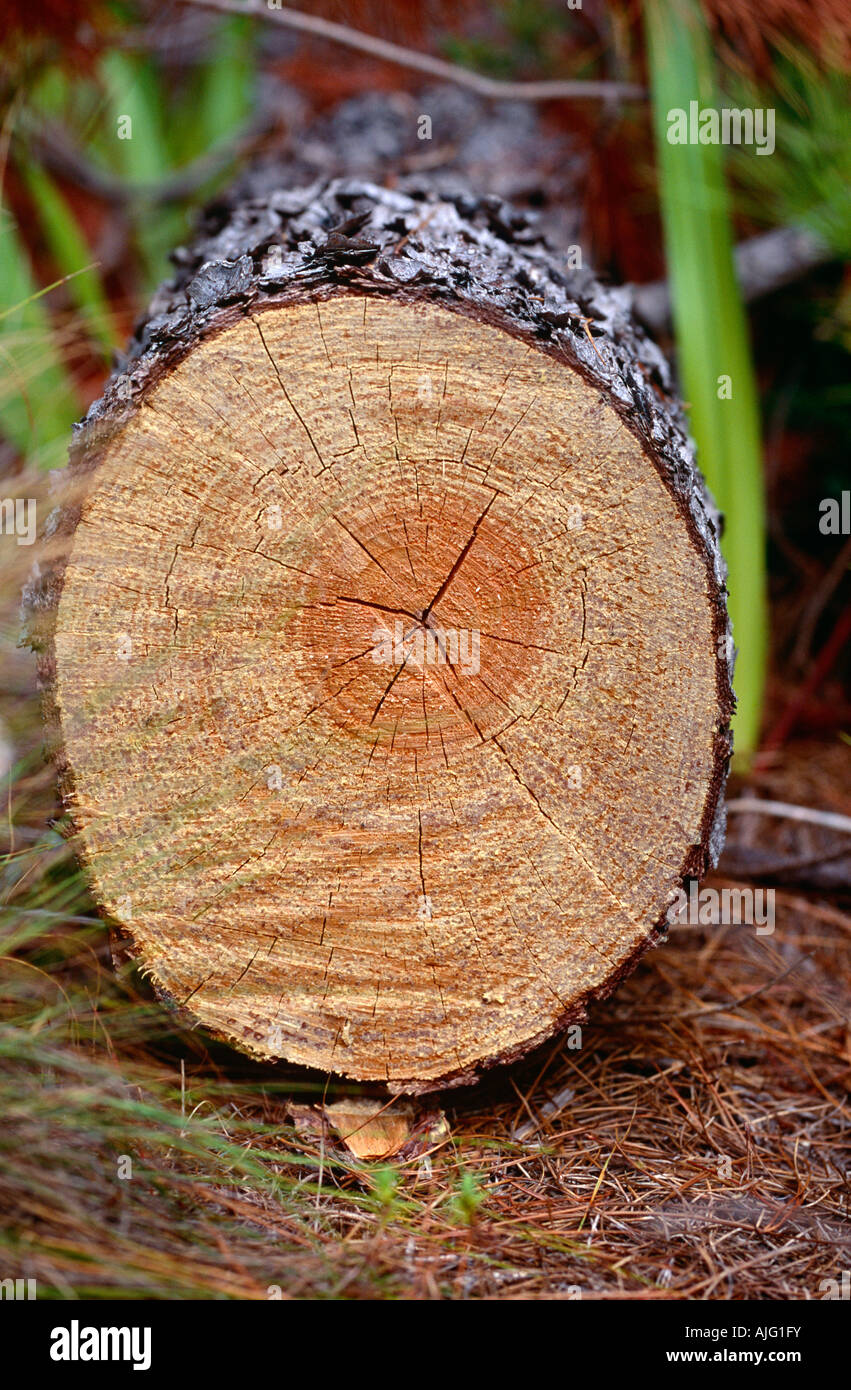 Tree Rings in Log, Cecilia Forest, Cape Town, South Africa Stock Photo ...