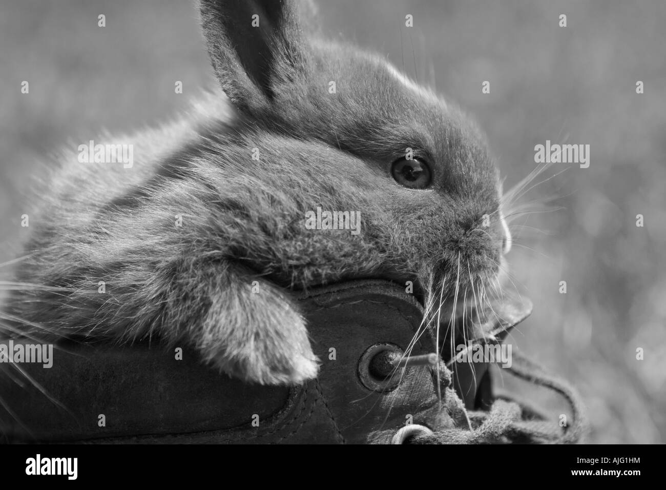 Cute baby rabbit in Black and White Stock Photos & Images - Alamy