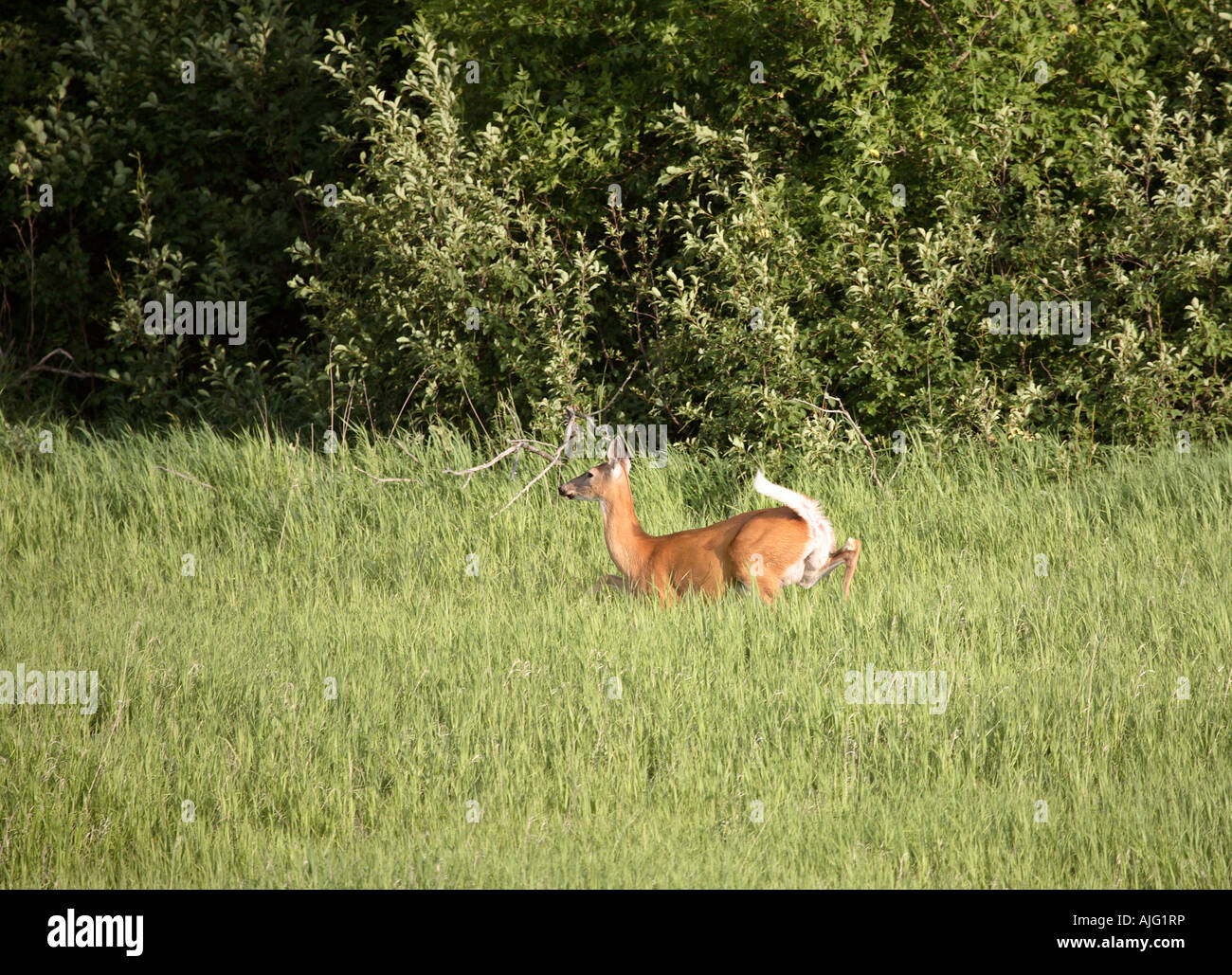 Doe running through tall grass Stock Photo - Alamy