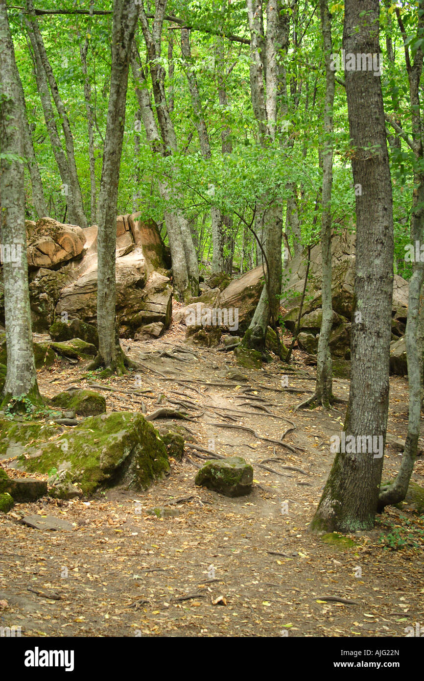 Thicket of the forest Woodland scenery Stock Photo - Alamy